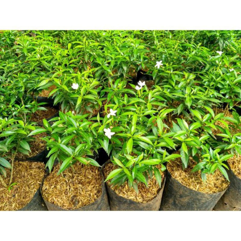Jual Tanaman hias rembosa hijau sabrina mini hijiau bunga putih ...