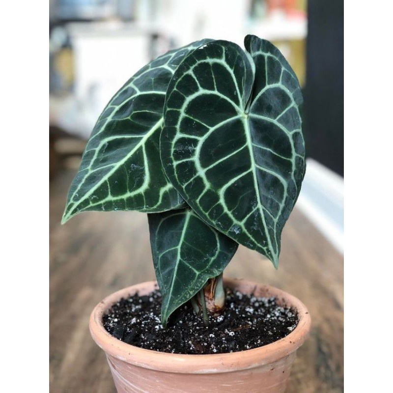 Jual TANAMAN Hias Bunga Kuping Gajah Daun Kecil (ANTHURIUM CRYSTALLINUM ...