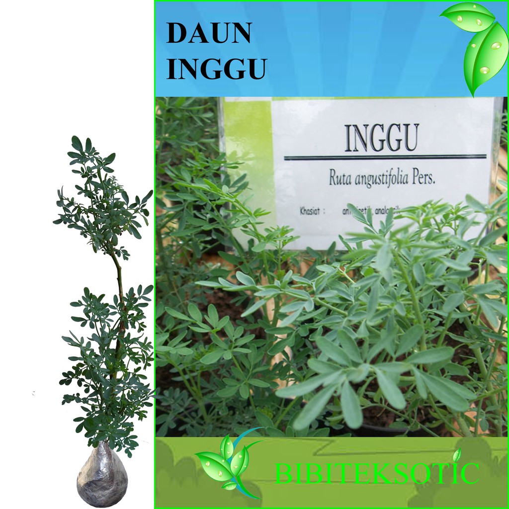 Jual Tanaman Obat Inggu | Shopee Indonesia