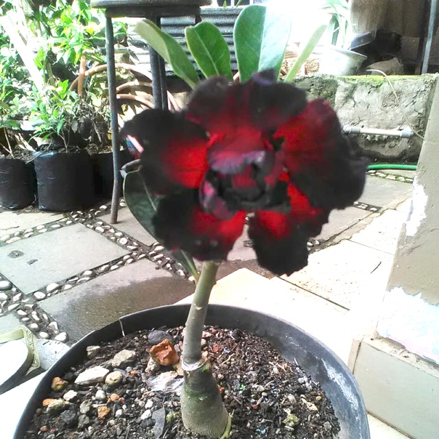 Jual Adenium Obesum Grafting Black Dragon (koleksi warna langka Adenium ...