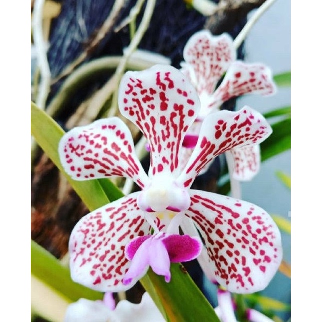 Jual Anggrek Vanda Tricolor Rumpun Siap Bunga | Shopee Indonesia