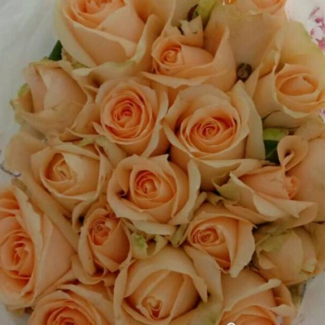 Jual 20bt bunga mawar segar peach/salem | Shopee Indonesia