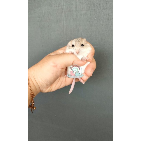 Jual fat tailed gerbil gerbill tikus gurun anakan dan dewasa | Shopee ...