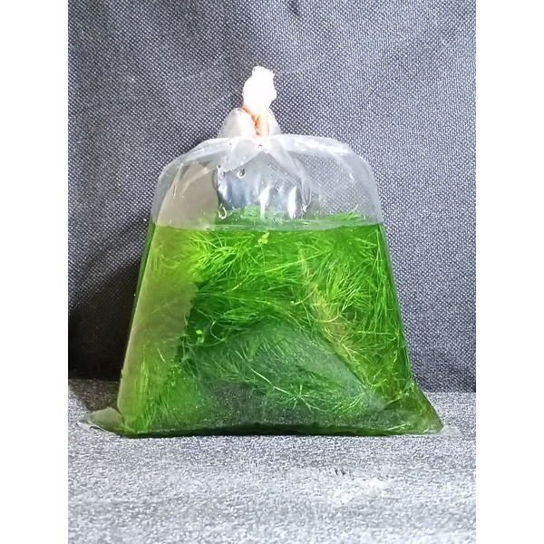 Jual Gangga tumbuhan air, sangat bermanfaat untuk ikan di outdor atau ...