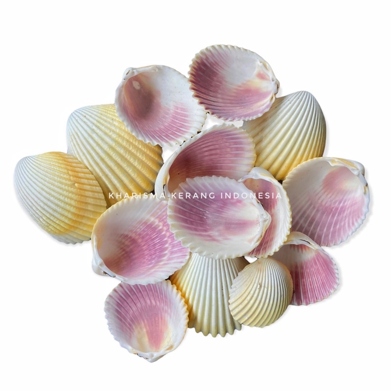 Jual TRACYCHARDIUM ISOCARDIA SHELL THE WEST INDIAN PRICKLY COCKLE ROSE ...
