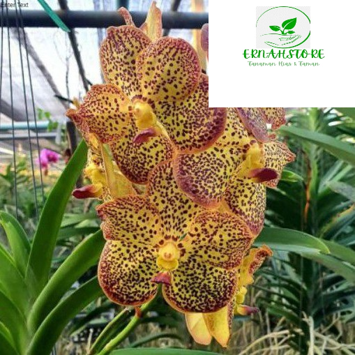 Jual Anggrek Vanda Gradasi Kuning Corak New Edisi Dewasa bunga Besar ...