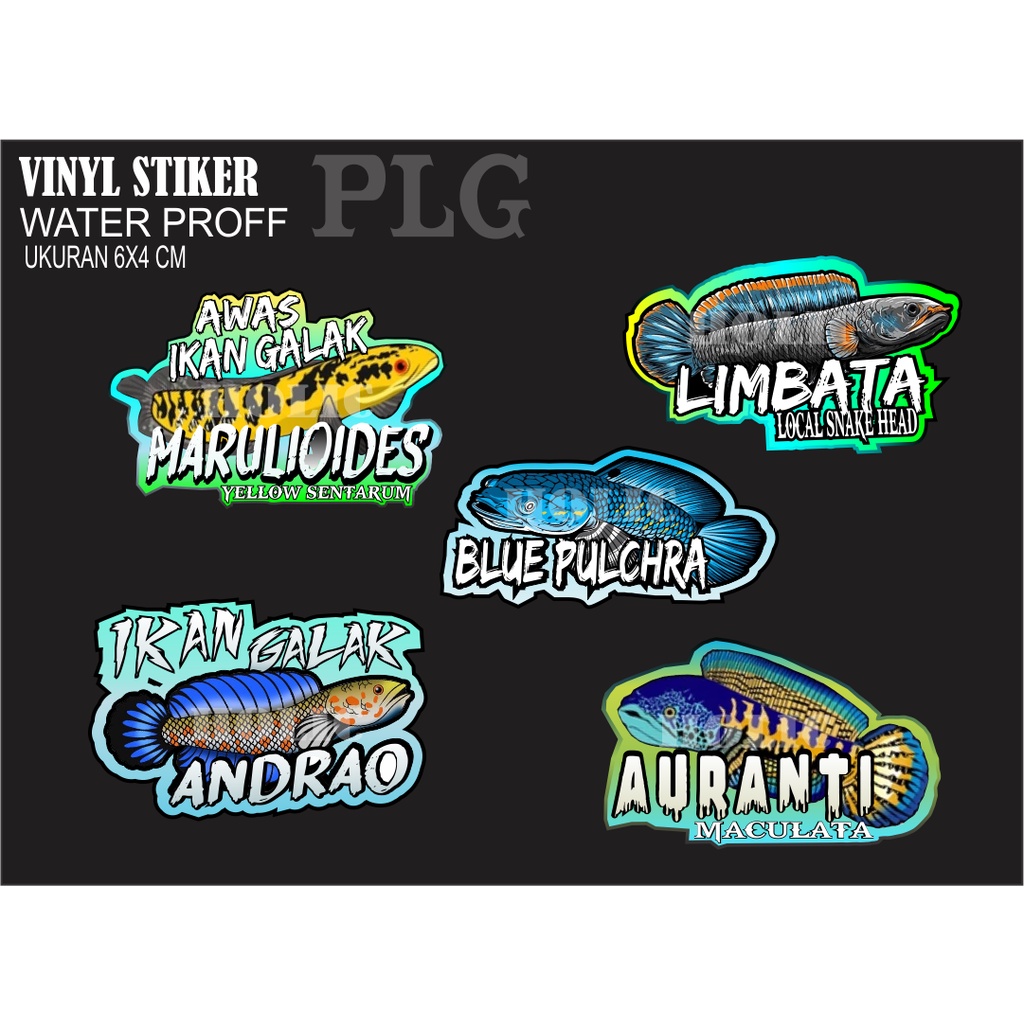 Jual STIKER AKUARIUM IKAN CHANNA | Shopee Indonesia