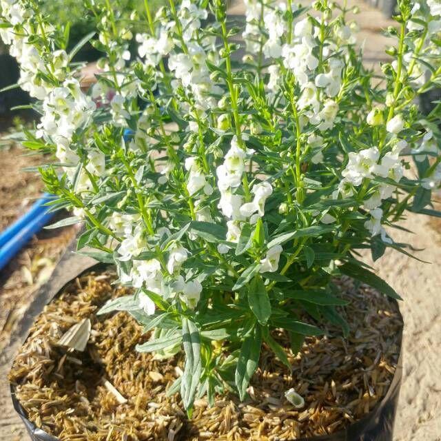Jual Tanaman hias bunga angelonia - lavender lokal | Shopee Indonesia