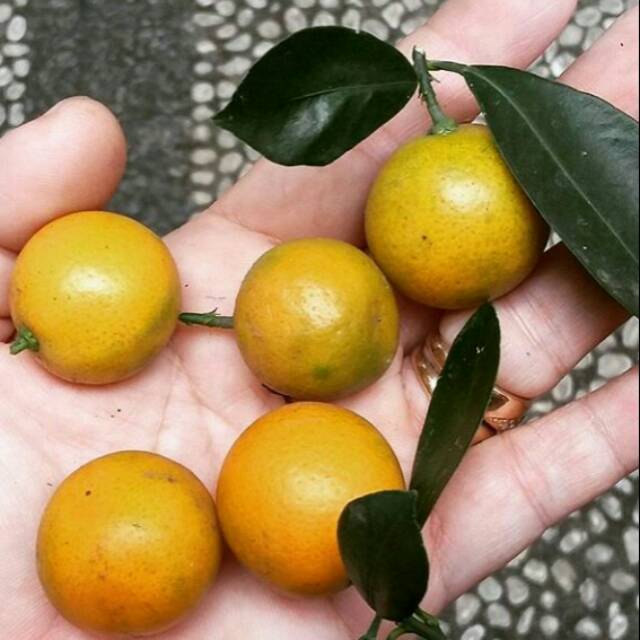 Jual Bibit Jeruk Kasturi / Jeruk Songkit Berbuah / Jeruk Imlek Berbuah ...