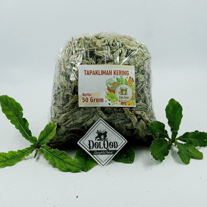 Jual Daun tapak liman kering 50 gram tapak liman kering | Shopee Indonesia
