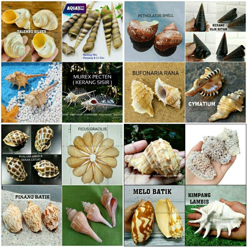 Jual CANGKANG KERANG TEMPURUNG KELOMANG LAUT RUMAH UMANG ( SERIES 01 ) | Shopee Indonesia
