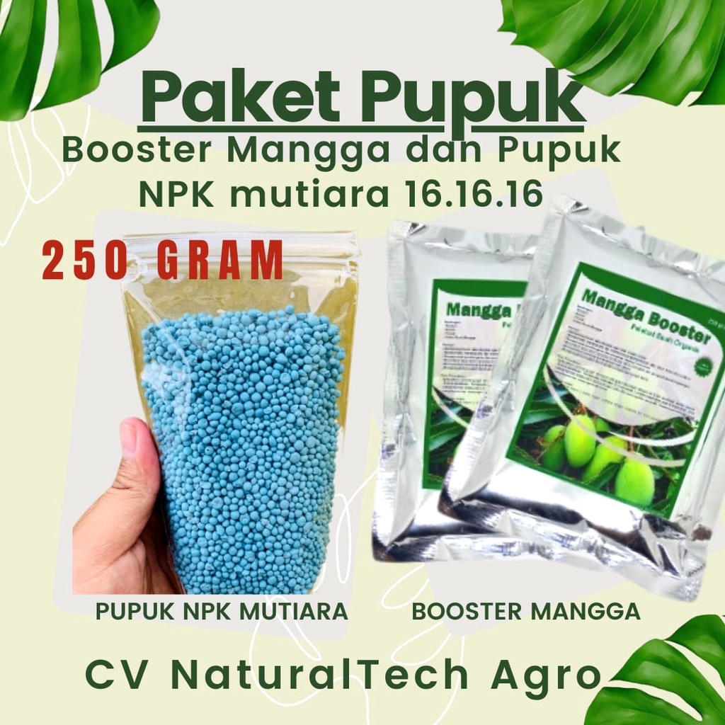 Jual Promo PAKET LENGKAP Pupuk Booster Pelebat Buah Pohon Mangga Plus Pupuk NPK Mutiara 16.16.16 ...