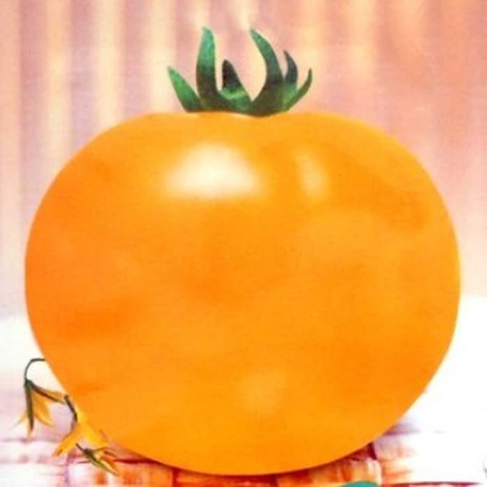 Jual 10 BIJI BUAH TOMAT GOLDEN RAKSASA | Shopee Indonesia