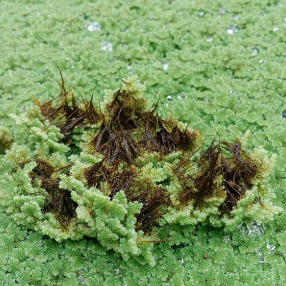 Jual Bibit Azolla Azola Microphyla Pinnata Pakan Ikan 100 gram | Shopee ...