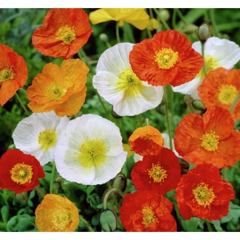 Jual 10 Benih Biji Bunga Papaver Rhoeas (Poppy Mixed) | Shopee Indonesia