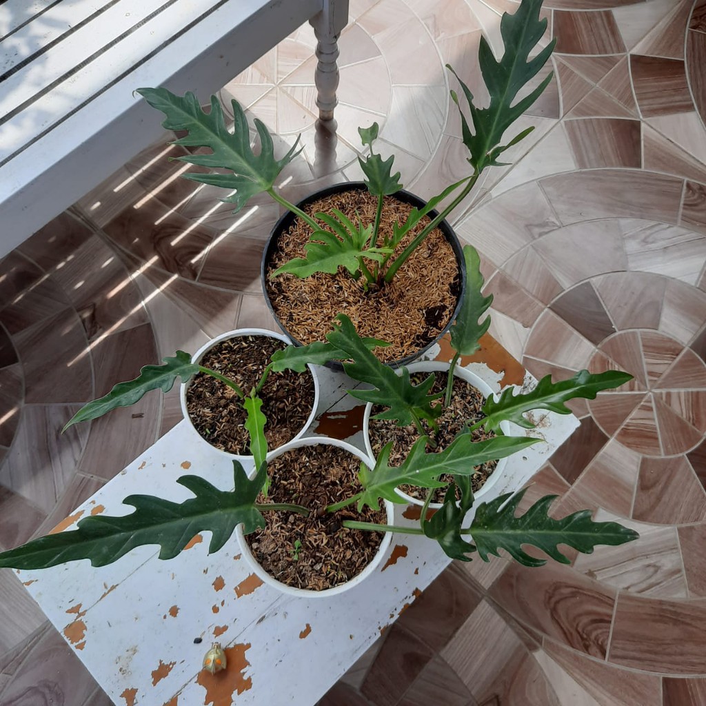 Jual Tanaman Hias Baby Philo Crocodile Philodendron Pinnatifidum Philo ...