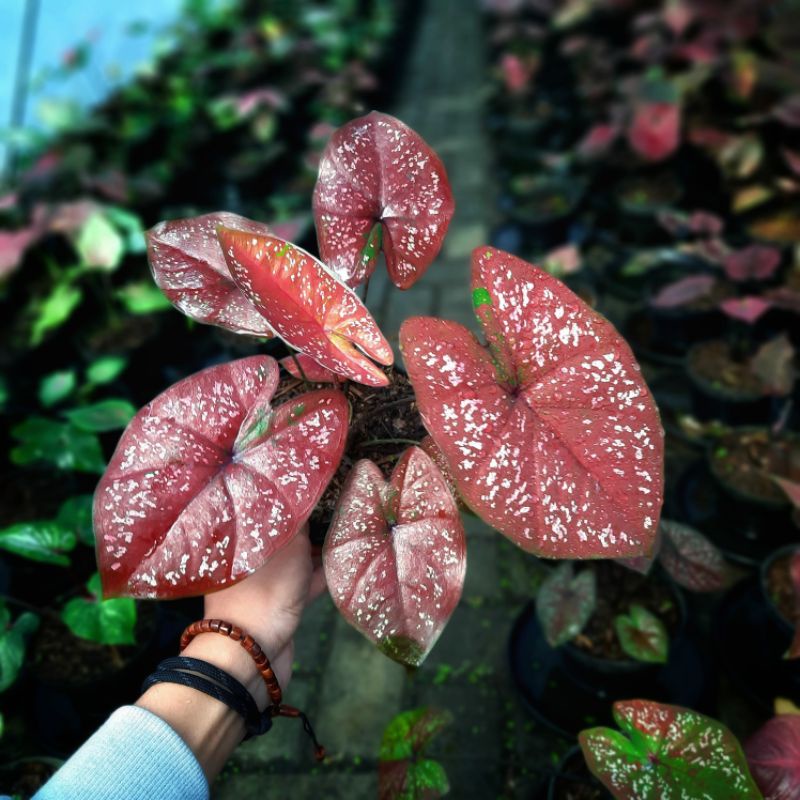 Jual Caladium Dark Chocolate Tanaman Keladi Hias Bibit Caladium Dark ...