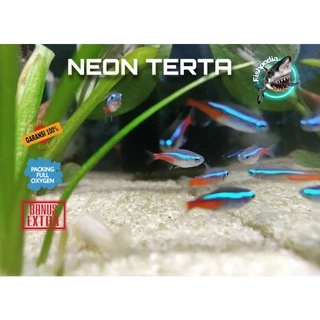 Jual Ikan Neon Terlengkap & Harga Terbaru April 2024 | Shopee Indonesia