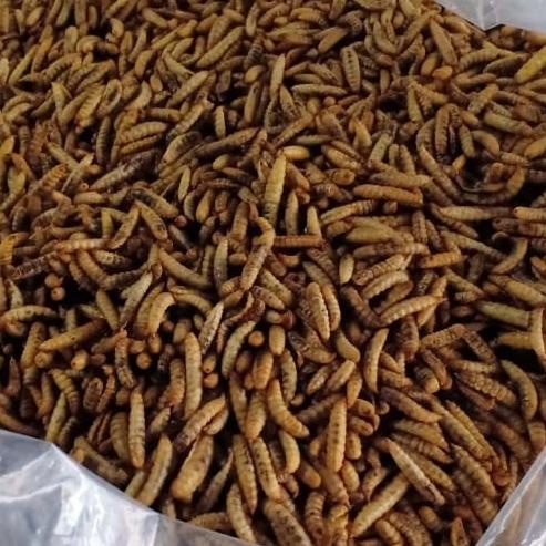 Jual terbaru!! Magot kering/dry maggot 1kg tidak berminyak pakan koi ...