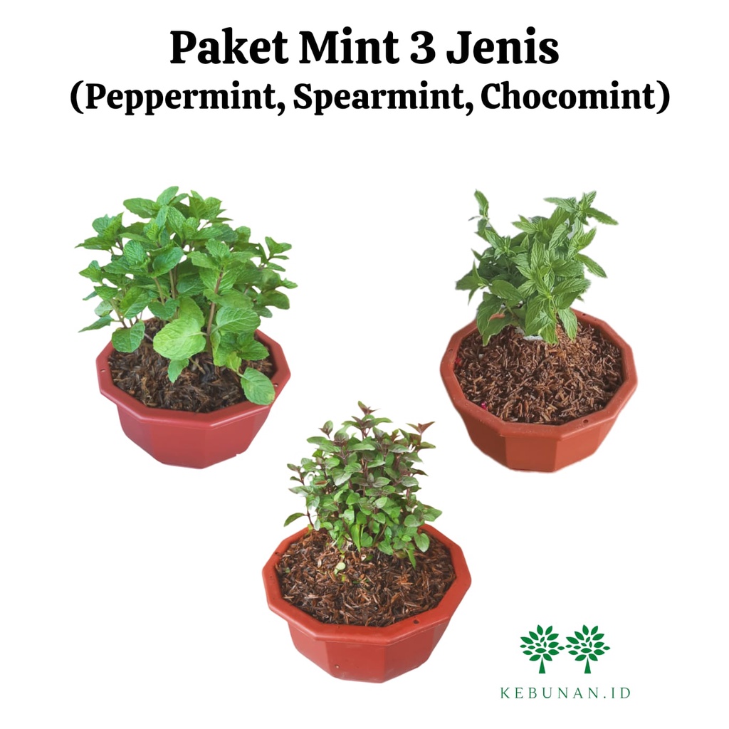 Jual Paket Mint 3 Jenis (Peppermint, Spearmint, Chocomint) | Shopee Indonesia