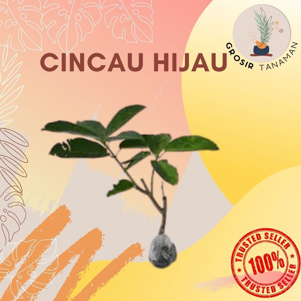 Jual Tanaman Cincau Hijau Perdu Tanaman Janggelan ( Premna Oblongifolia ...
