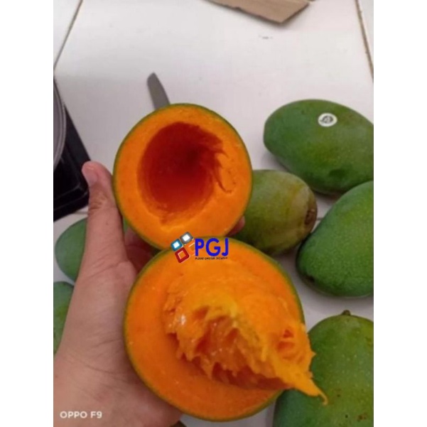 Jual [TERMURAH] 5 KG - MANGGA ALPUKAT KLONAL 21 ASLI GRADE AAA [1DUS ...