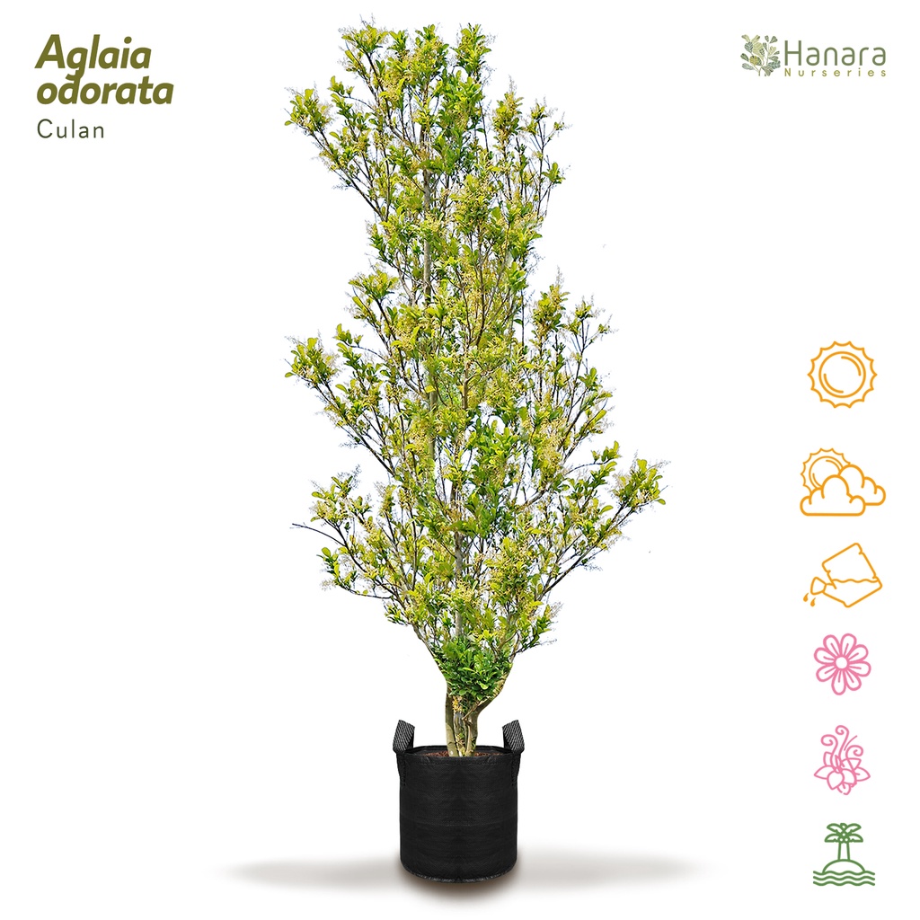 Jual Aglaia odorata - Culan/Kemuning Cina - pohon instan/instant tree ...