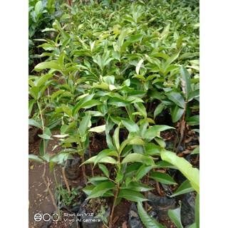 Jual BIBIT JAMBU DERSONO/JAMBU BOL BIBIT OKULASI | Shopee Indonesia