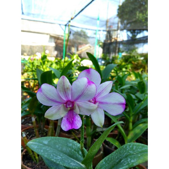 Jual Dendrobium Pop Eye | Shopee Indonesia