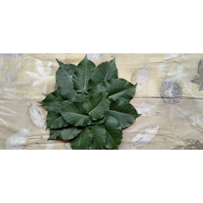 Jual daun kalpataru ecoprint | Shopee Indonesia