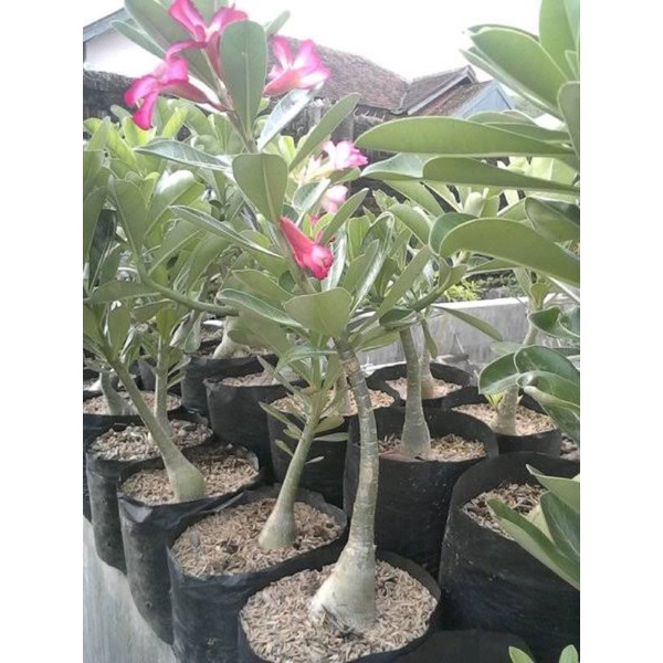 Jual Amefurashi 1 Benih Biji Adenium Black Giant Adenium Arabicum Seed ...