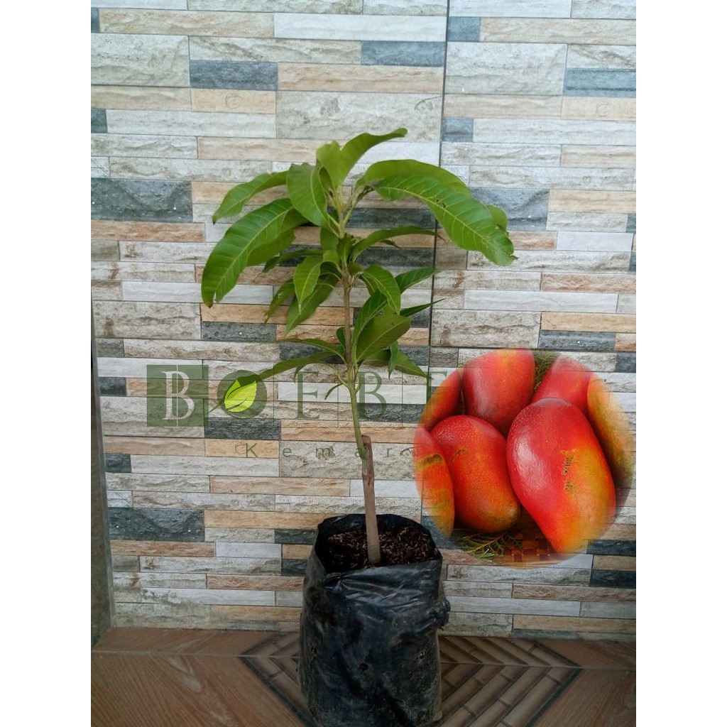 Jual Bibit Mangga Red Emperor/Tanaman Mangga Red Emperor | Shopee Indonesia