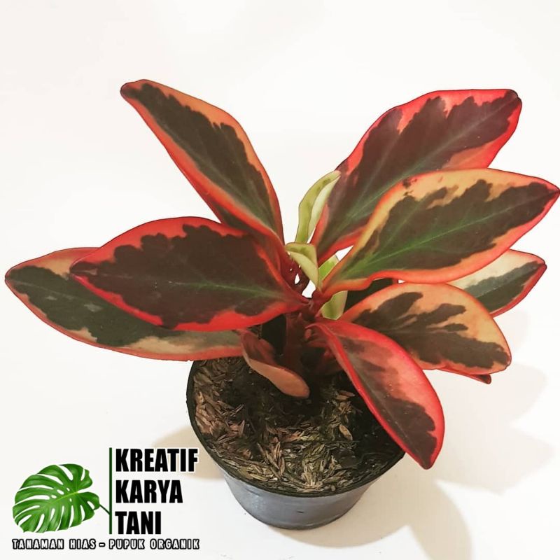 Jual Tanaman Hias Peperomia Tricolor - Teplan Merah - Peperomia Rainbow ...