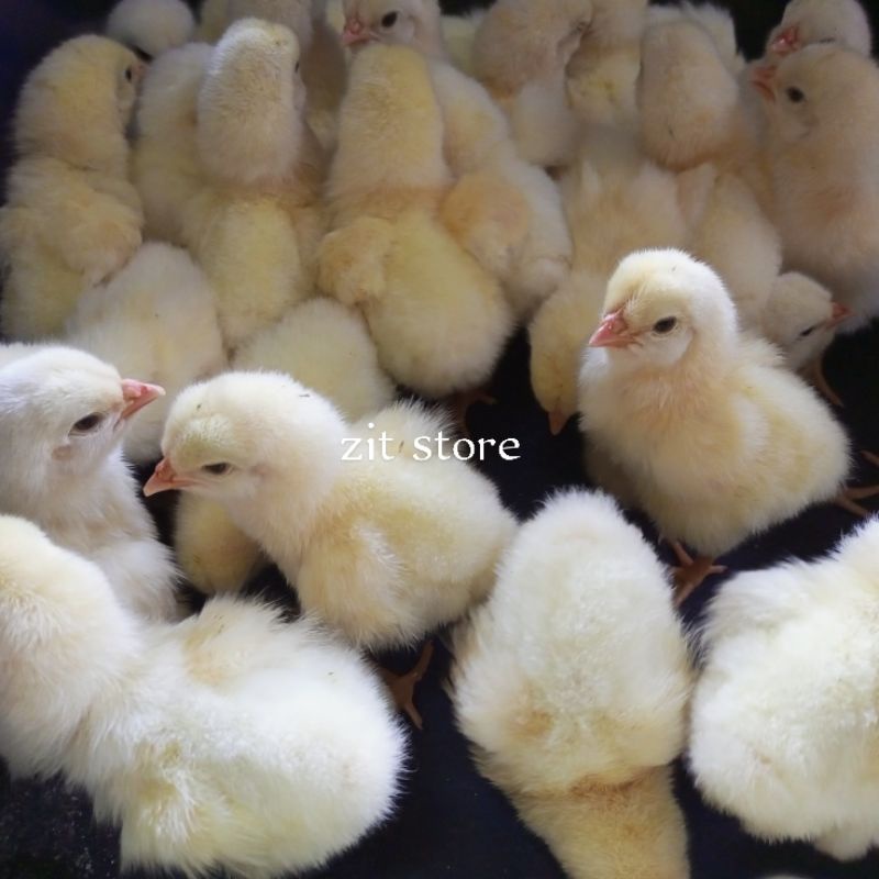 Jual Doc Ayam Boiler / Ayam pedaging / doc broiler | Shopee Indonesia