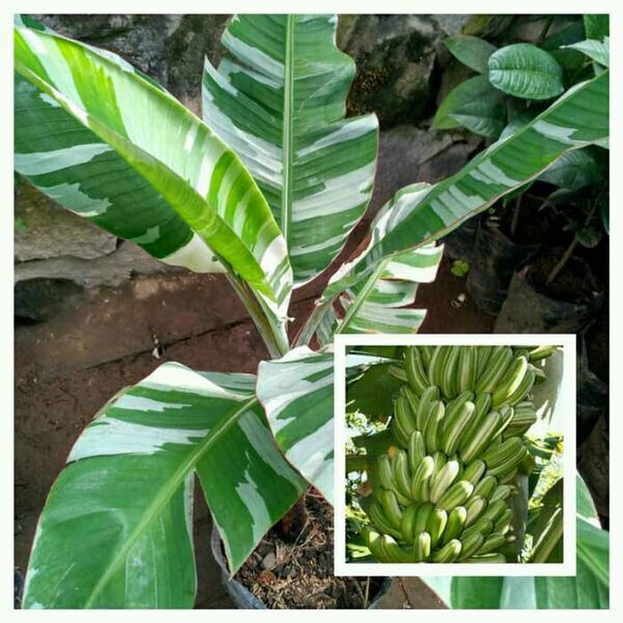 Jual Tanaman Buah Pisang Variegata (Musa Variegata) | Shopee Indonesia