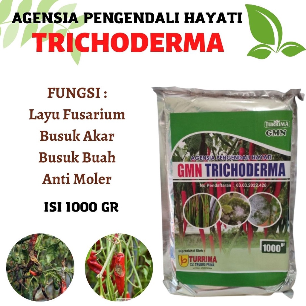 Jual Pupuk Trichoderma Padat Cegah Akar Gada, Kriting Cabai, Layu ...