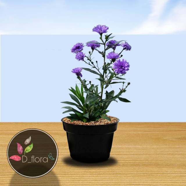 Jual Tanaman hias Aster pikok / bunga aster pikok ungu | Shopee Indonesia