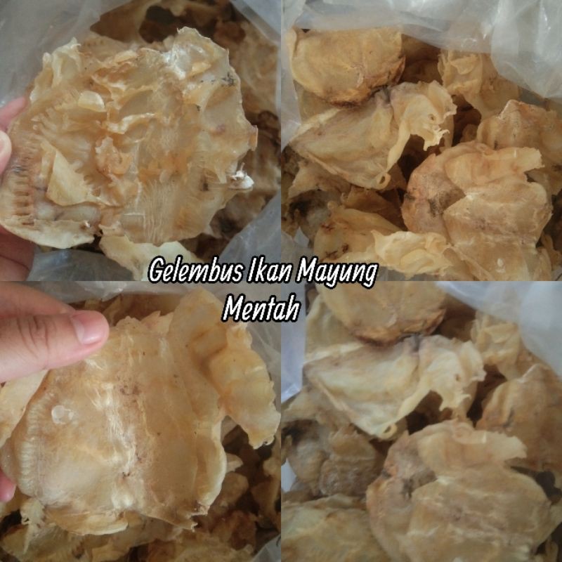 Jual Fish Maw / Gelembung Ikan Mayung / Gelembus ikan Manyung / Hepio ...