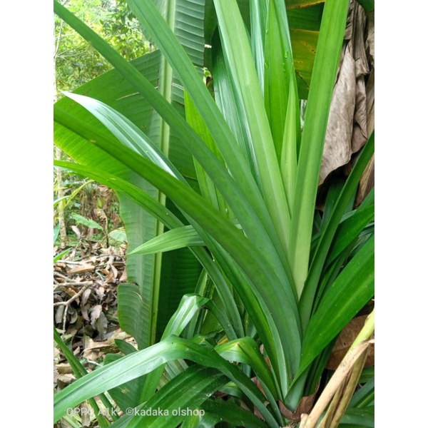 Jual DAUN PANDAN WANGI PER LEMBAR | Shopee Indonesia