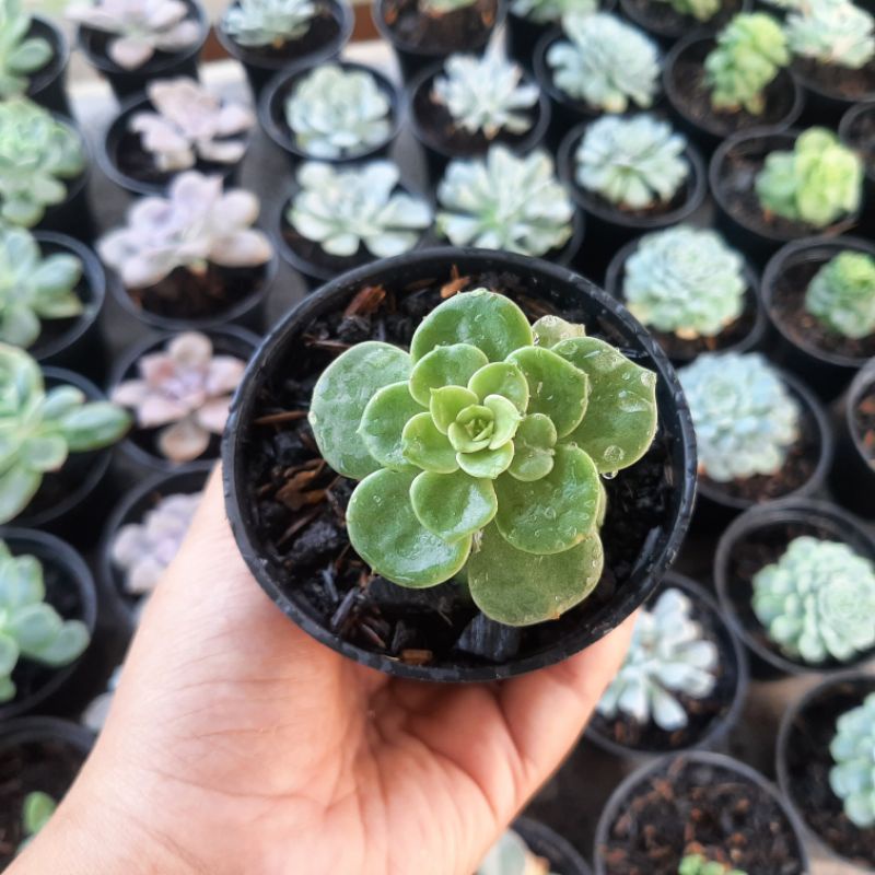 Jual Sukulen Bebas Pilih Jenis Kaktus Sukulen Mini Tanaman Hias Hidup ...