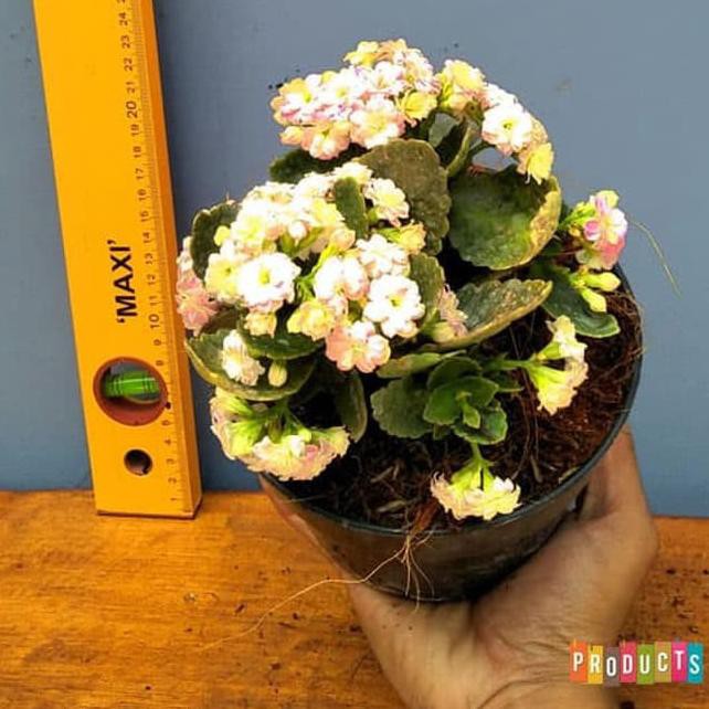 Jual New Cocor bebek bunga putih| kalanchoe blossfeldiana white ...