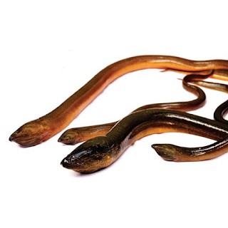 Jual Ikan Belut Jumbo Kalimantan 1 kg | Shopee Indonesia