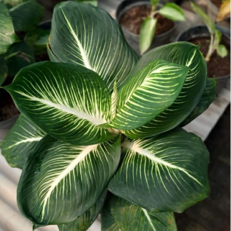 Jual Diven gurita/ bunga diven gurita/ tanaman hias diven gurita ...