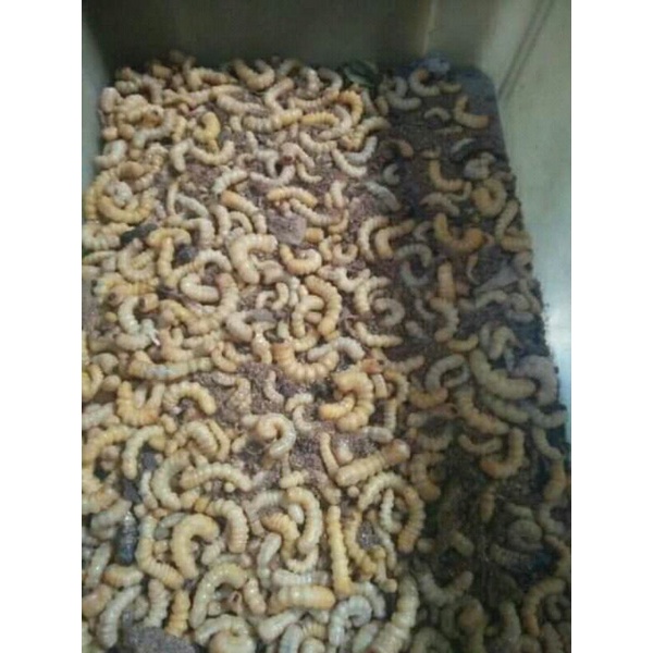 Jual uter atau ulat kayu sengon per 15 biji | Shopee Indonesia