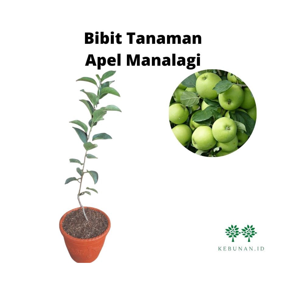 Jual Bibit Apel Manalagi /Tanaman Apel Manalagi/Apel Malang Asli ...