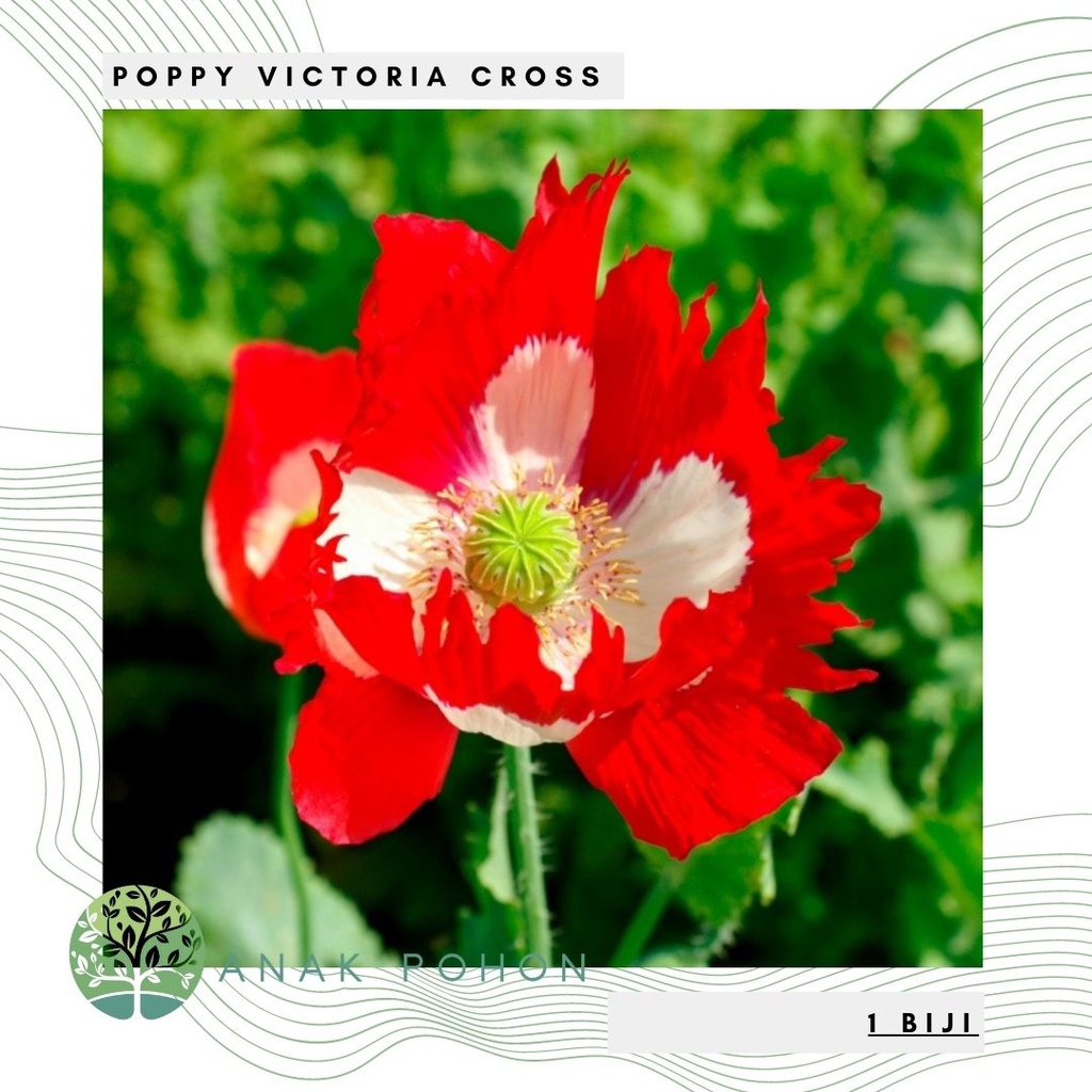 Jual Benih Bibit Biji - Bunga Poppy Victoria Cross (Papaver somniferum ...