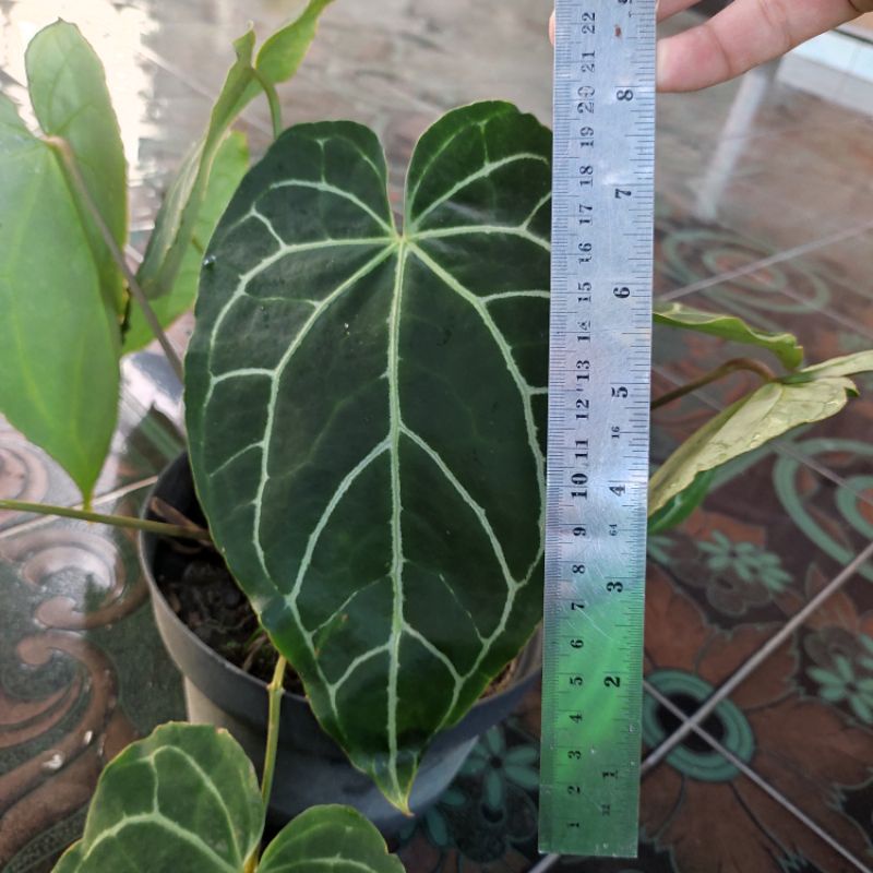 Jual KUPING GAJAH MINI | Shopee Indonesia