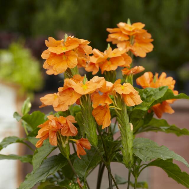 Jual tanaman hias crossandra - bunga crossandra - bunga - krossandra ...