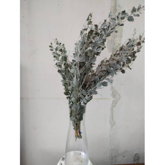 Jual Bunga kering / daun silver dollar ( memosa ) 1 bunch / ikat isi 10 ...