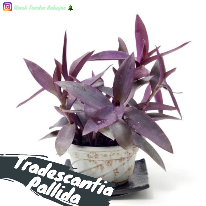 Jual Tradescantia Pallida Adam Hawa Ungu | Shopee Indonesia